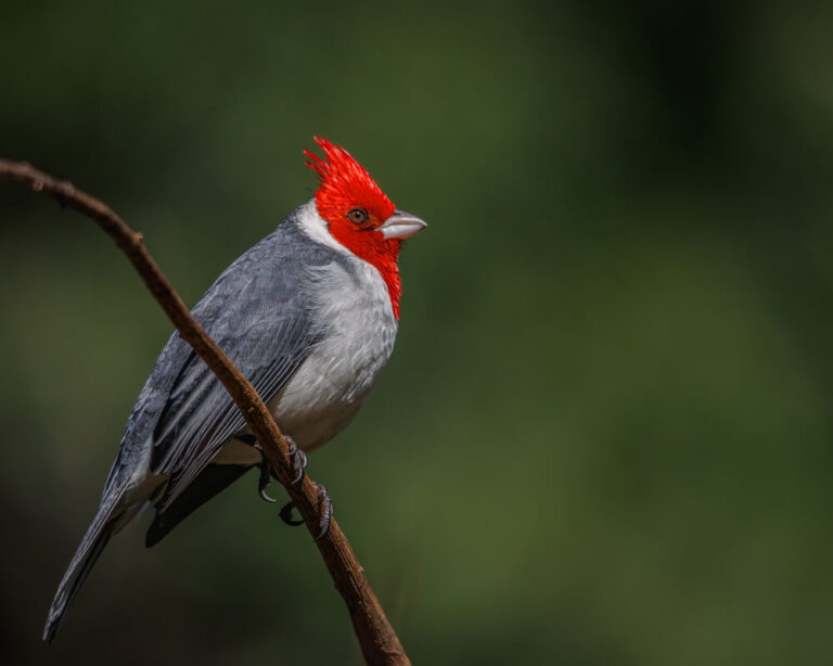 Meet The Red-Crested Cardinal (Photos & Facts)