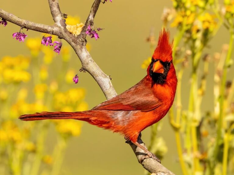 North American Birds That Eat Bees (20 Kinds)