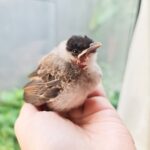 How To Take Care Of Injured Or Abandoned Birds (Dos & Don'ts)