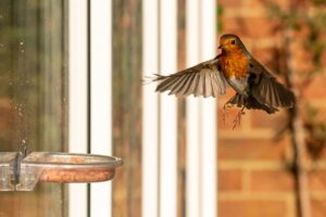 5 Types Of Bird Feeders (And What They’re Good For)