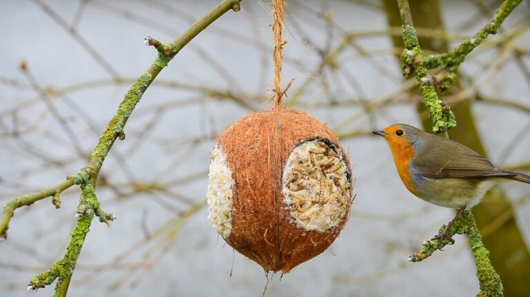 8 Types Of Bird Foods & Which Birds They Will Attract