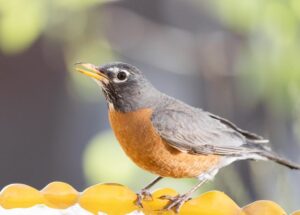 Robin Symbolism: What Do Robins Represent? (9 Different Meanings)