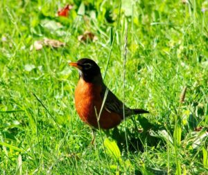 Robin Symbolism: What Do Robins Represent? (9 Different Meanings)