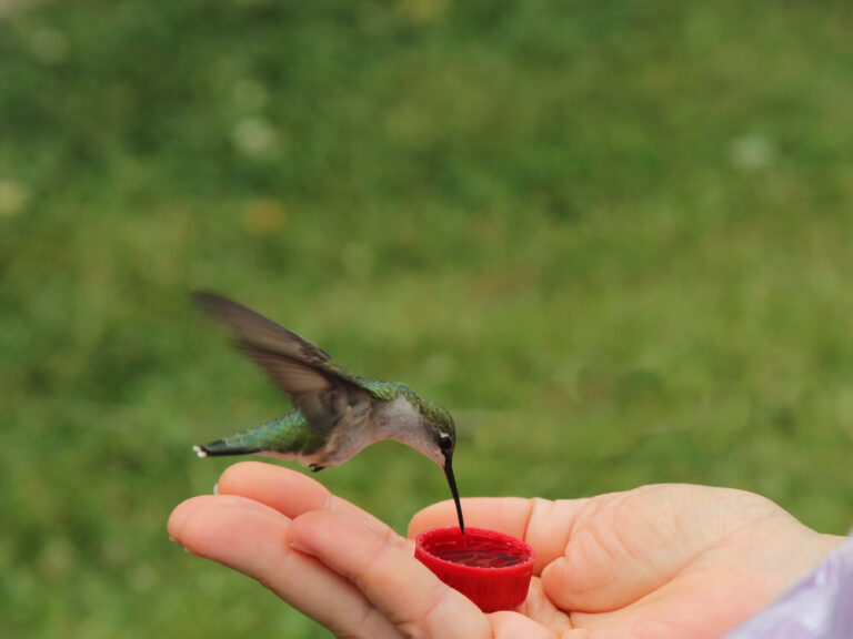 Meet The Ruby-Throated Hummingbird (Photos & Facts)