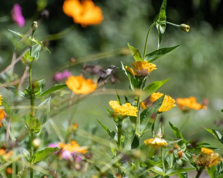 8 Ways To Attract Ruby-Throated Hummingbirds To Your Garden