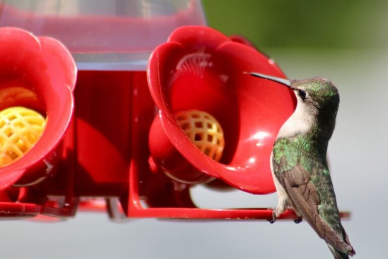 Meet The Ruby-Throated Hummingbird (Photos & Facts)