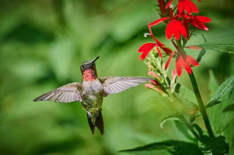 Meet The Ruby-Throated Hummingbird (Photos & Facts)