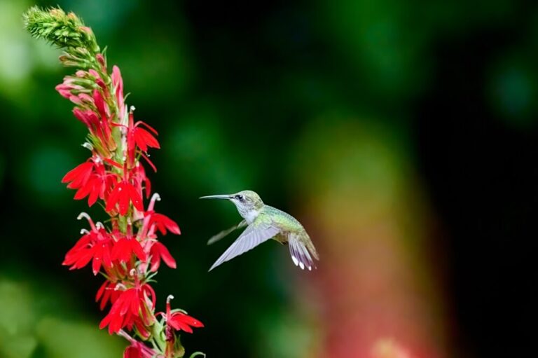 22 Plants That Attract Hummingbirds (With Photos)