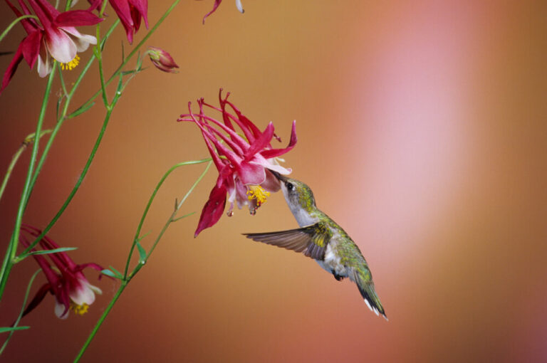 22 Plants That Attract Hummingbirds (With Photos)