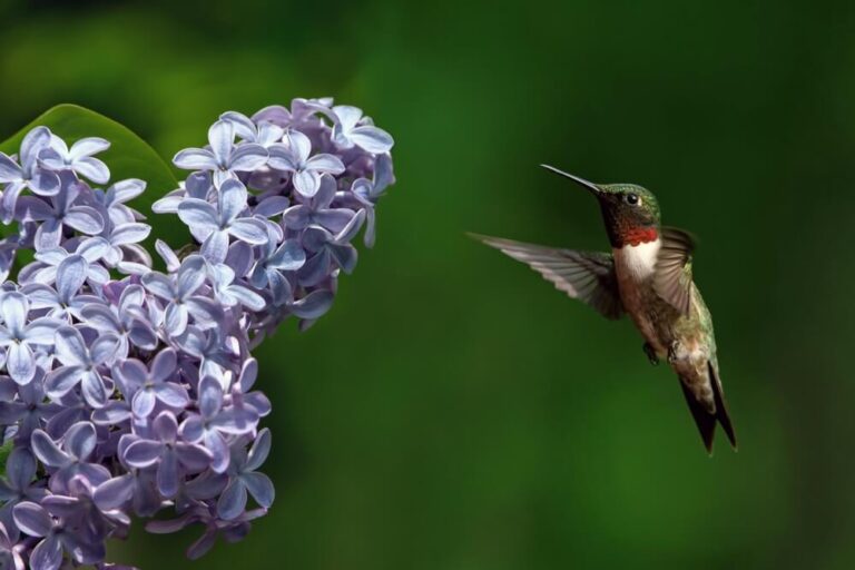 22 Plants That Attract Hummingbirds (With Photos)