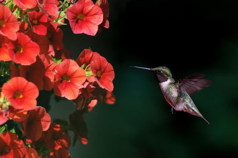22 Plants That Attract Hummingbirds (With Photos)