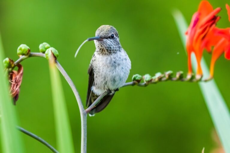 Meet The Ruby-Throated Hummingbird (Photos & Facts)