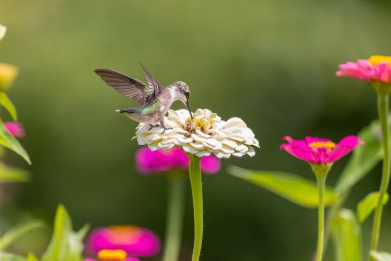 22 Plants That Attract Hummingbirds (With Photos)