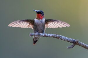 Meet The Ruby-Throated Hummingbird (Photos & Facts)