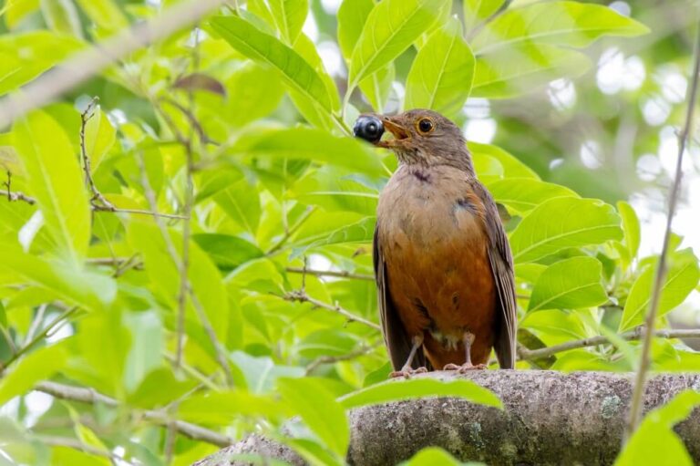 8 Types Of Bird Foods & Which Birds They Will Attract