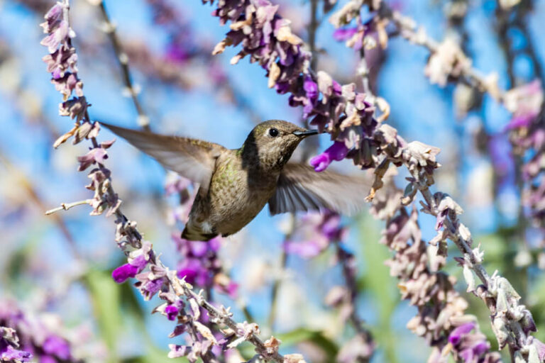 22 Plants That Attract Hummingbirds (With Photos)