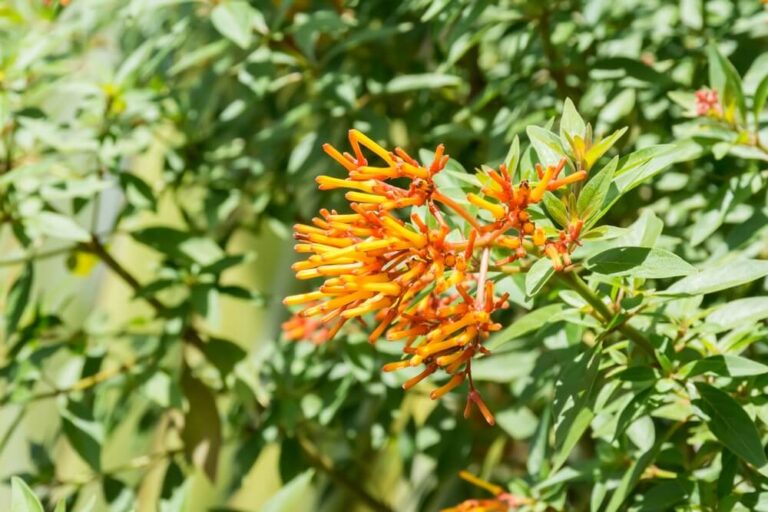 Keep Hummingbirds Happy By Planting Firebush