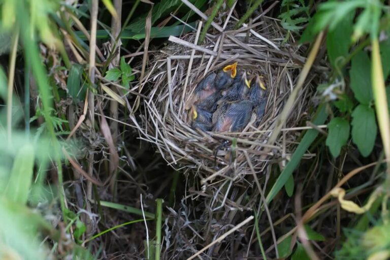 How To Attract Warblers To Your Yard (7 Ways)