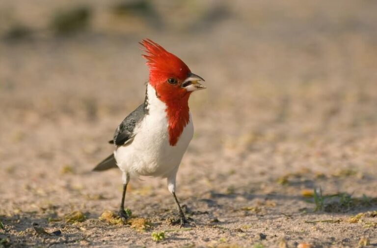 Meet The Red-Crested Cardinal (Photos & Facts)