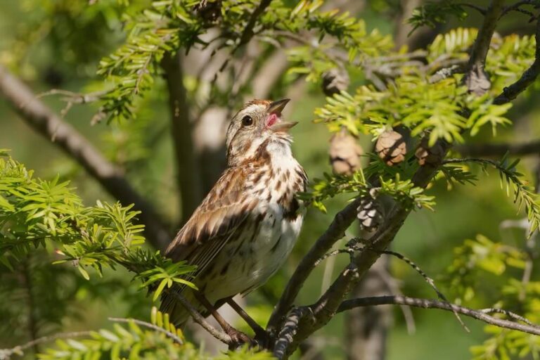 How To Attract Sparrows To Your Yard (11 Helpful Tips)