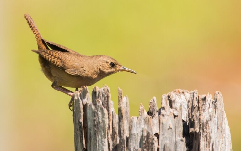 How To Attract House Wrens To Your Yard (9 Helpful Tricks)