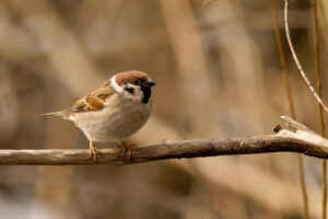 Sparrow Symbolism: 13 Meanings & Representations
