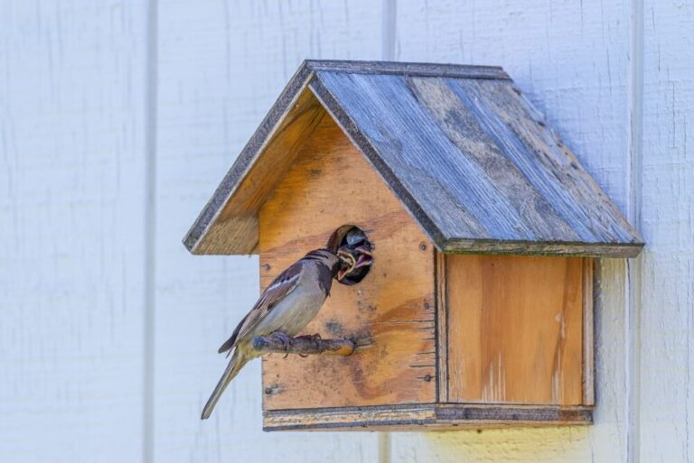 How To Attract Sparrows To Your Yard (11 Helpful Tips)