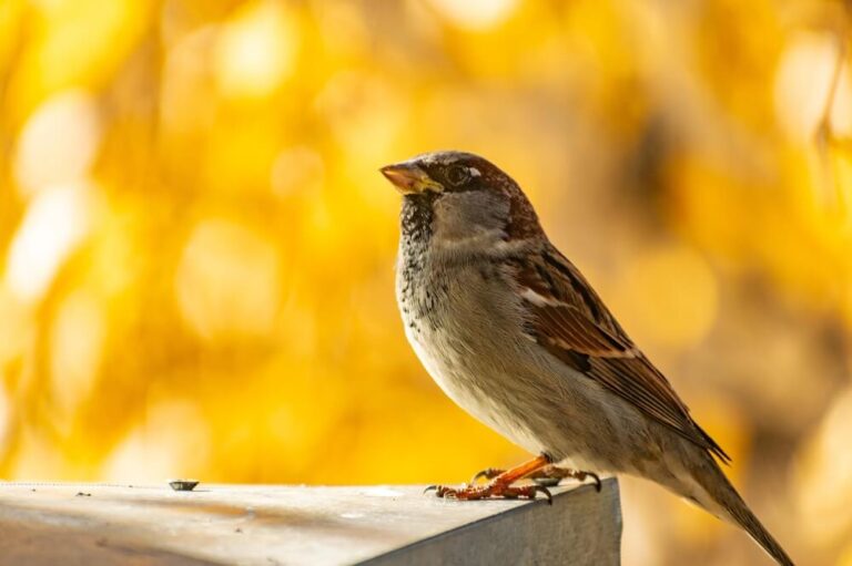 Sparrow Symbolism: 13 Meanings & Representations