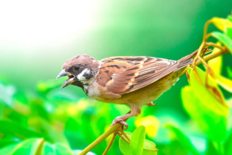 Sparrow Symbolism: 13 Meanings & Representations