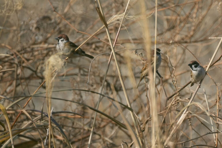 How To Attract Sparrows To Your Yard (11 Helpful Tips)