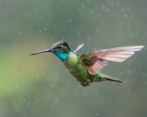 Male Vs. Female Hummingbirds (7 Differences)