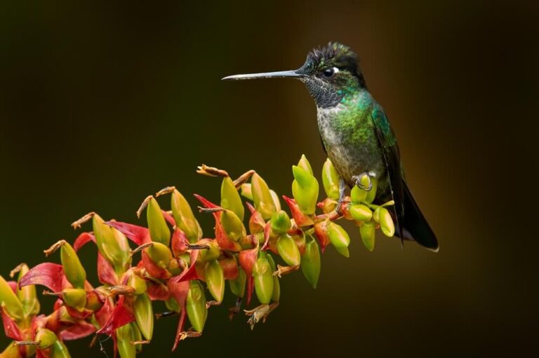 Do Hummingbirds Eat Mosquitoes? (Answered)