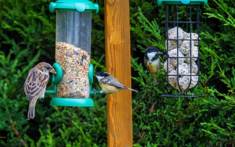 Top 13 Tips To Attract More Birds To Your Feeders (Do This!)