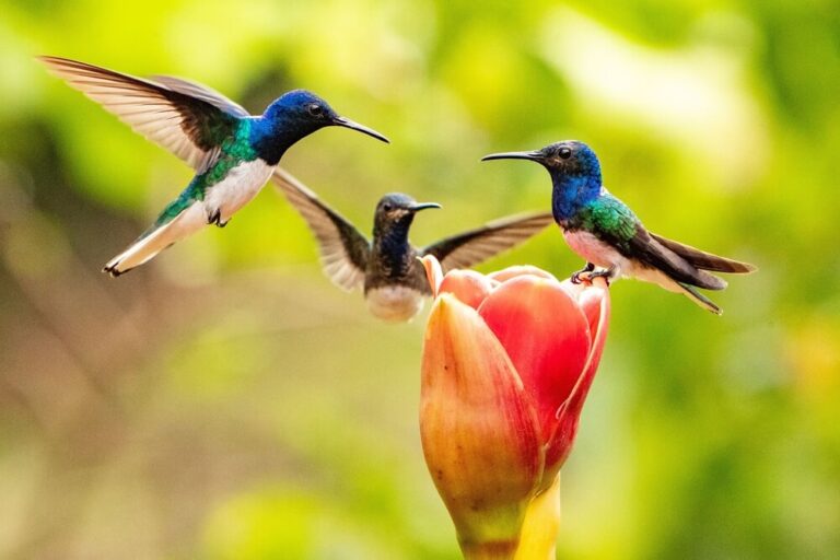 Hummingbird Symbolism: 11 Meanings & Interpretations