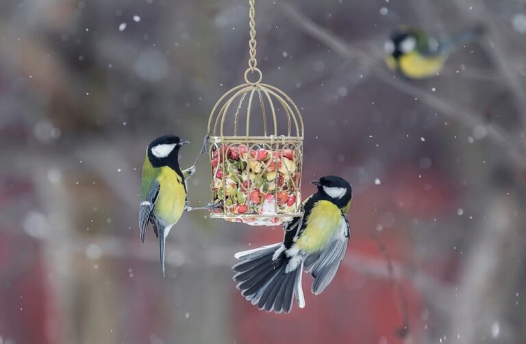 12 Ways To Stop The Mess Under Your Bird Feeders
