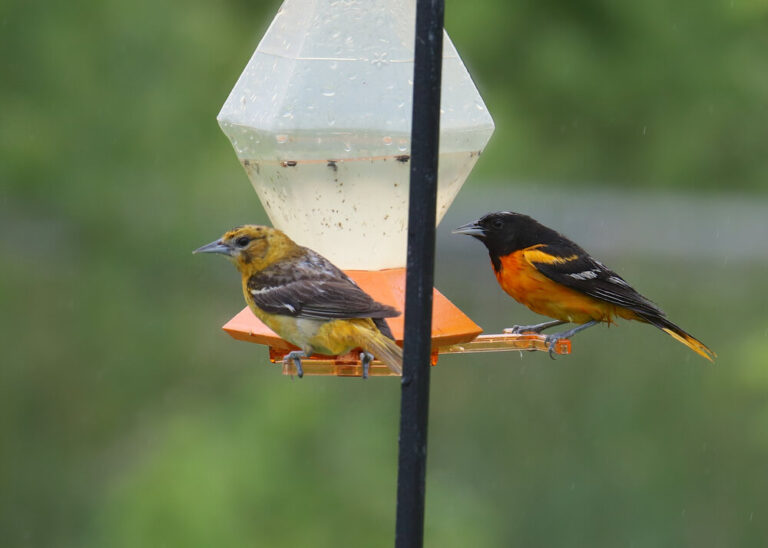 Meet The Baltimore Oriole (Photos & Facts)