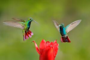Why Are Hummingbirds So Aggressive? (11 Reasons)