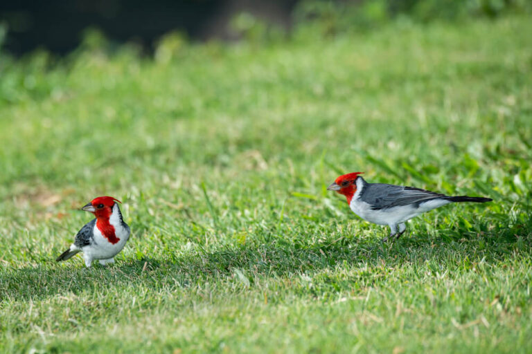 Meet The Red-Crested Cardinal (Photos & Facts)