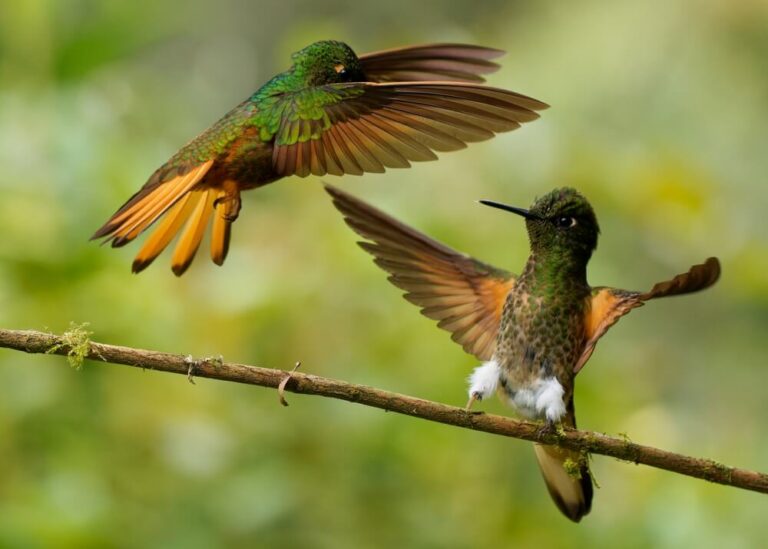 Hummingbird Symbolism: 11 Meanings & Interpretations