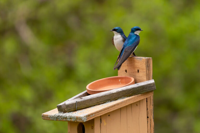 How To Attract Tree Swallows To Your Yard (7 Handy Tips)