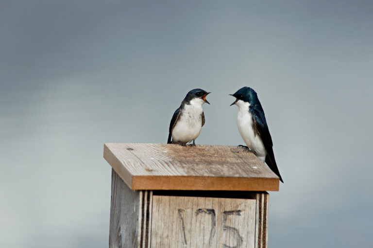 How To Attract Tree Swallows To Your Yard (7 Handy Tips)