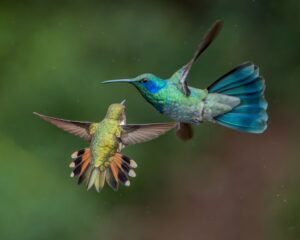 Why Are Hummingbirds So Aggressive? (11 Reasons)