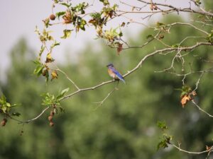 How To Attract Bluebirds To Your Yard (7 Tips)