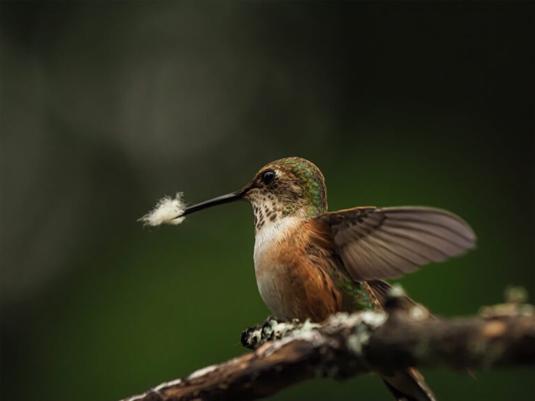 Meet The Calliope Hummingbird (Photos & Facts)
