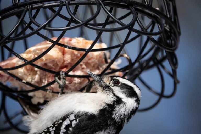 12 Do's And Don’ts Of Offering Suet To Birds