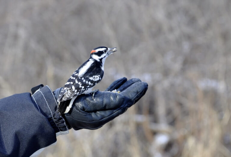 Feeding Birds By Hand: How To Do It Safely