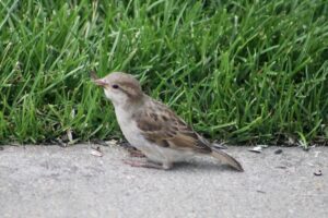 How To Take Care Of Injured Or Abandoned Birds (Dos & Don'ts)