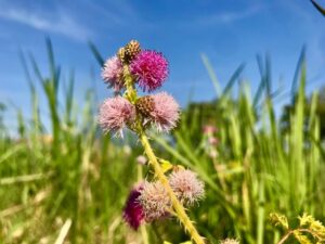15 Seed Bearing Plants Your Birds Will Love