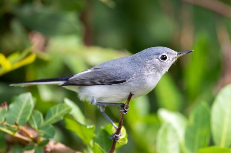 29 Birds That Start With G (With Pictures) - BirdChronicle.com