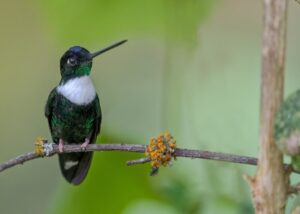 34 Birds That Start With C (With Pictures)